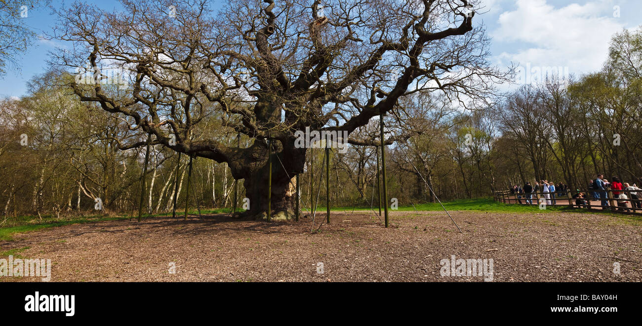 Sherwood forest england hi-res stock photography and images - Alamy