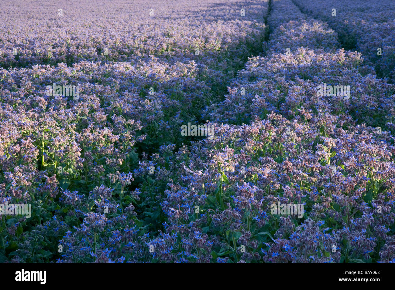 A field of borage at sunset Stock Photo - Alamy