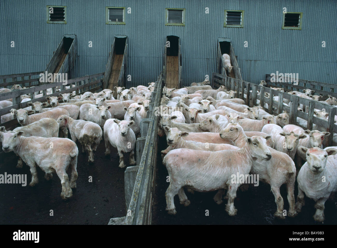 Shorn sheep, shearing shed, North Island, New Zealand Stock Photo - Alamy