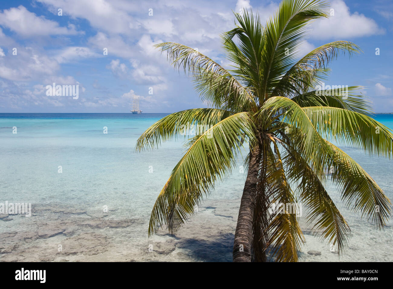 Coconut tree with sailing Cruiseship Star Flyer (Star Clippers Cruises ...