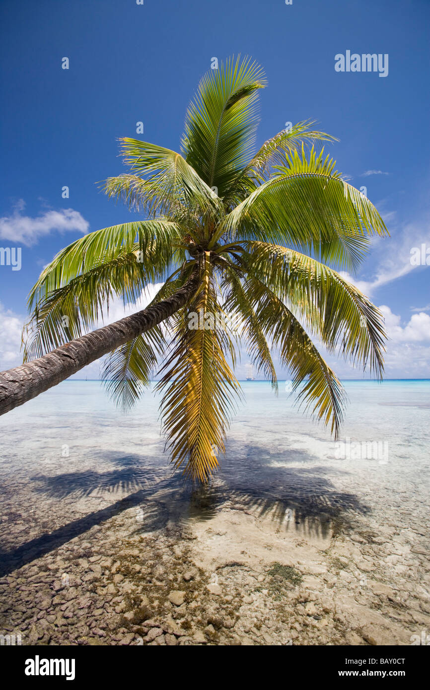 Coconut tree and sailing Cruiseship Star Flyer (Star Clippers Cruises ...