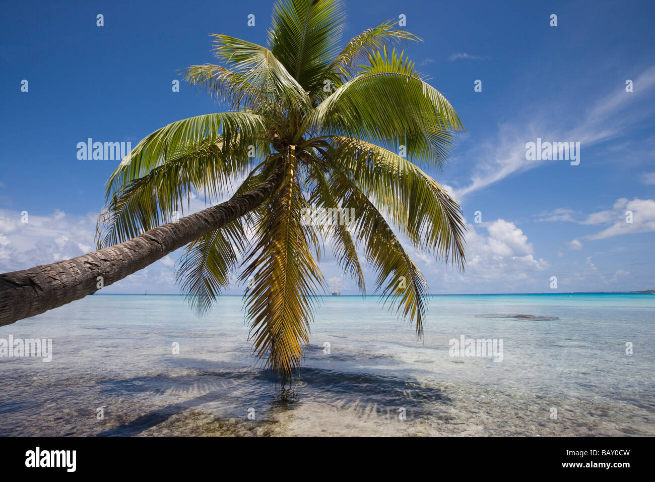 Coconut tree and sailing Cruiseship Star Flyer (Star Clippers Cruises ...