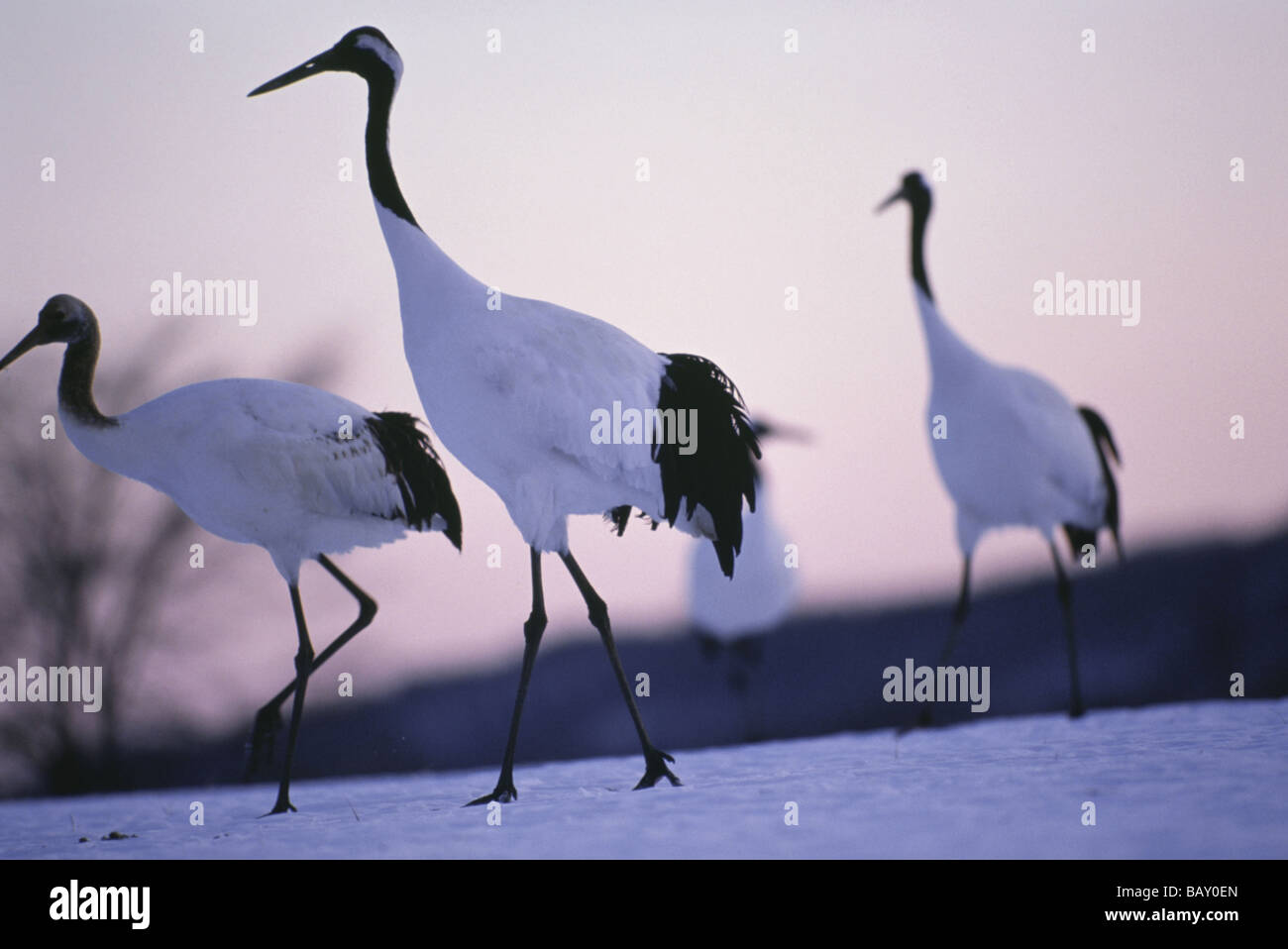 Japanese cranes, Grus Japonensis, Hokkaido, Japan Stock Photo - Alamy