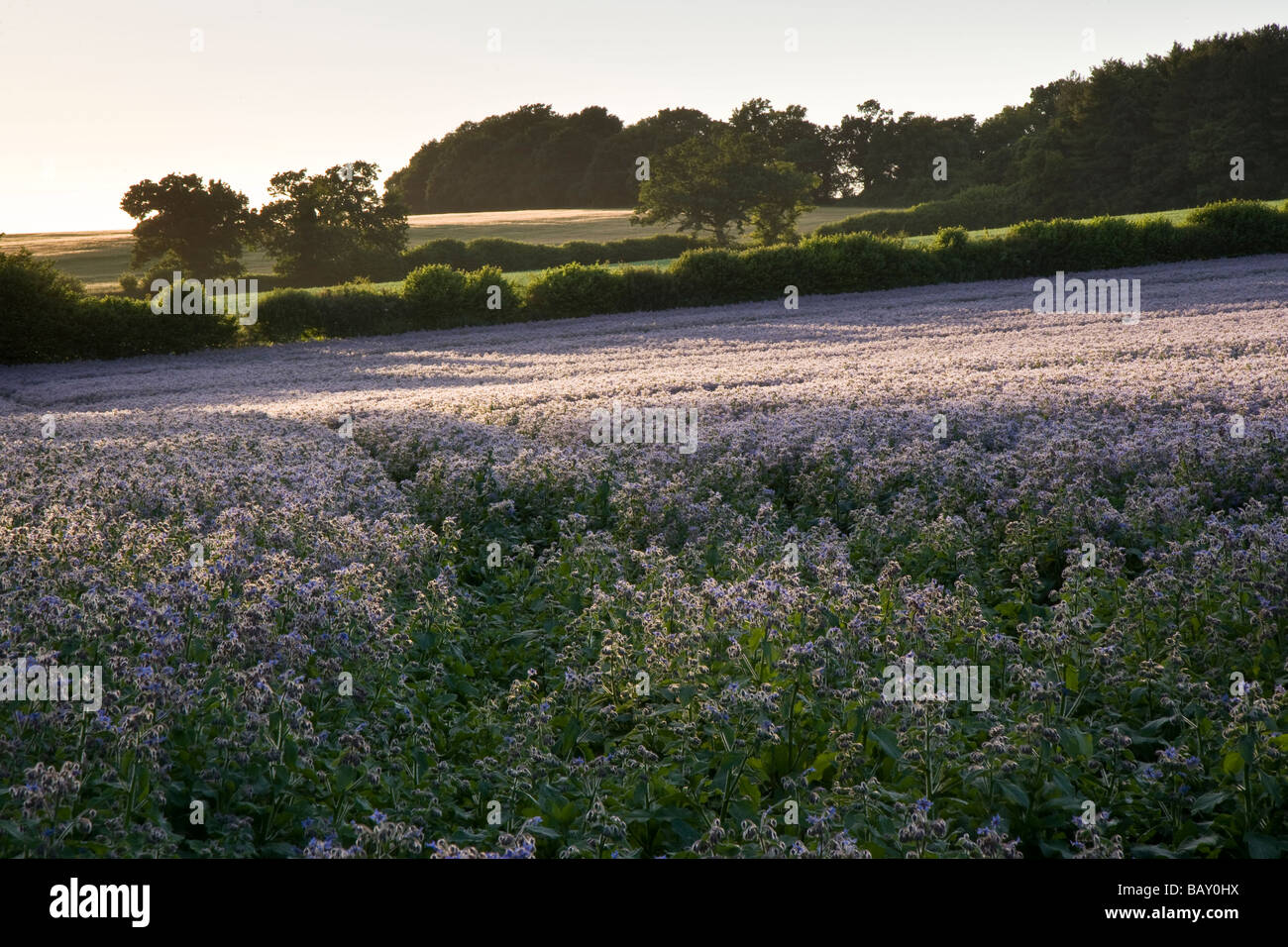 A field of borage at sunset Stock Photo - Alamy