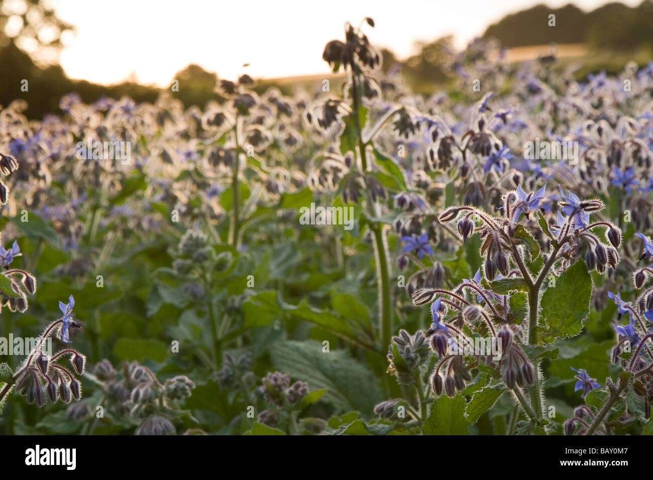 Field of borage hi-res stock photography and images - Alamy