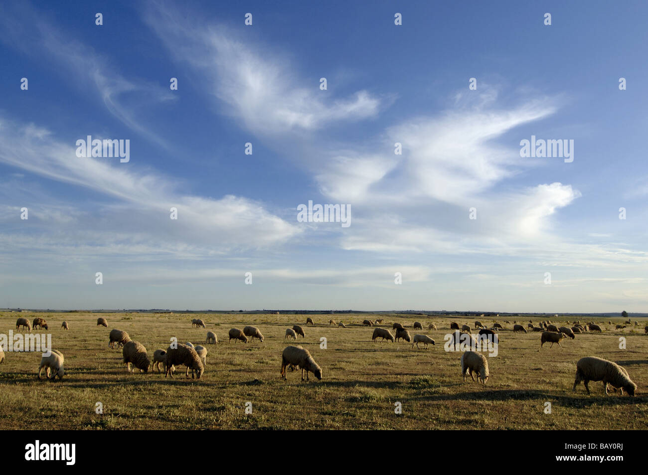 Grazing or pasture land hi-res stock photography and images - Alamy