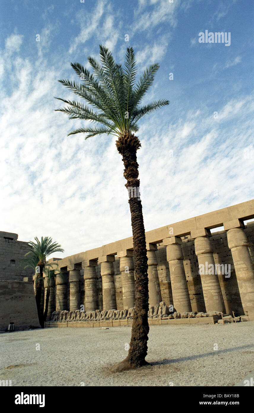 A palm tree standing in front of the columns of the Karnak Temple ...