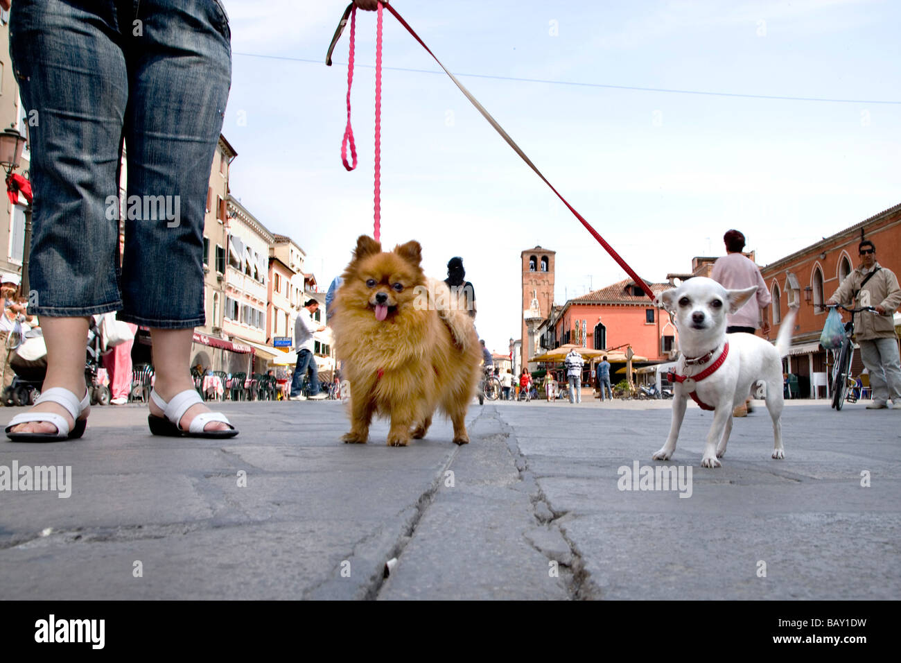 Woman and dog and venice and italy hi-res stock photography and images ...
