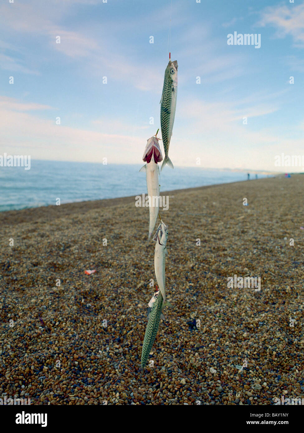 Bank on the coast hi-res stock photography and images - Alamy