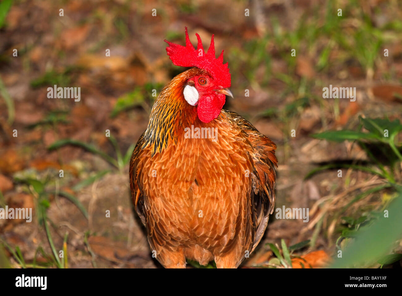 Red junglefowl (Gallus gallus Stock Photo - Alamy