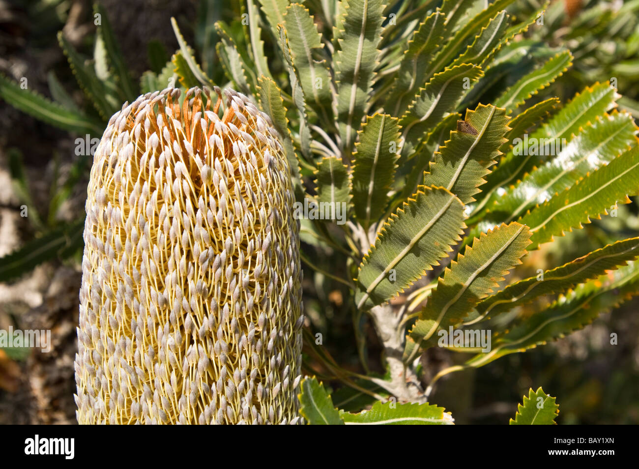 Banksia flowers hi-res stock photography and images - Alamy
