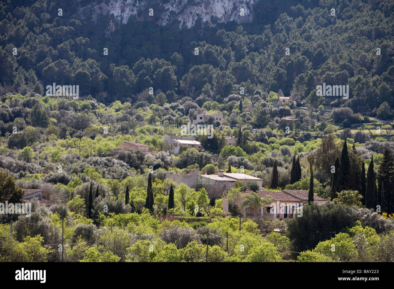 Fincas and Olive Trees, s'Arraco, Mallorca, Balearic Islands, Spain ...