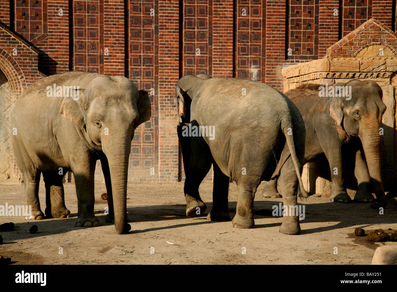 Elephant zoo hi-res stock photography and images - Alamy