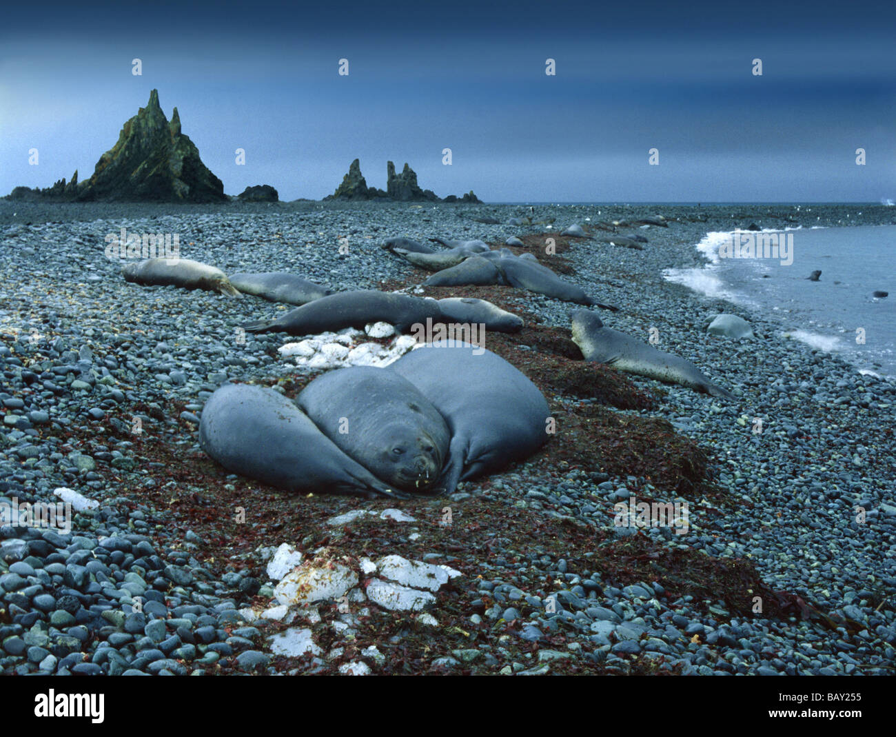 Sleeping sea elephants, King George Island, Antarctic Peninsula ...