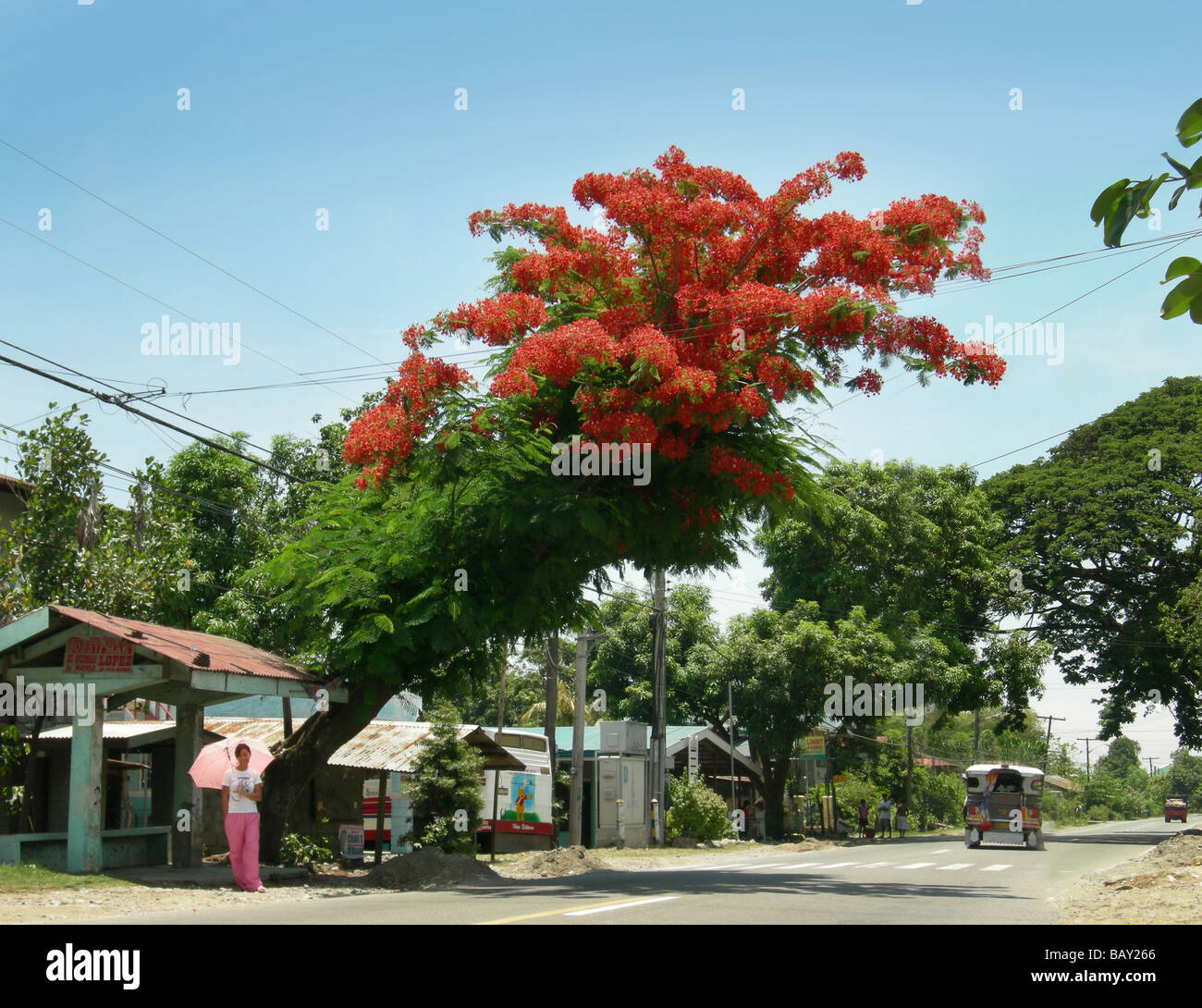 Booming Flame tree at roadside, Philippines, Asia Stock Photo - Alamy