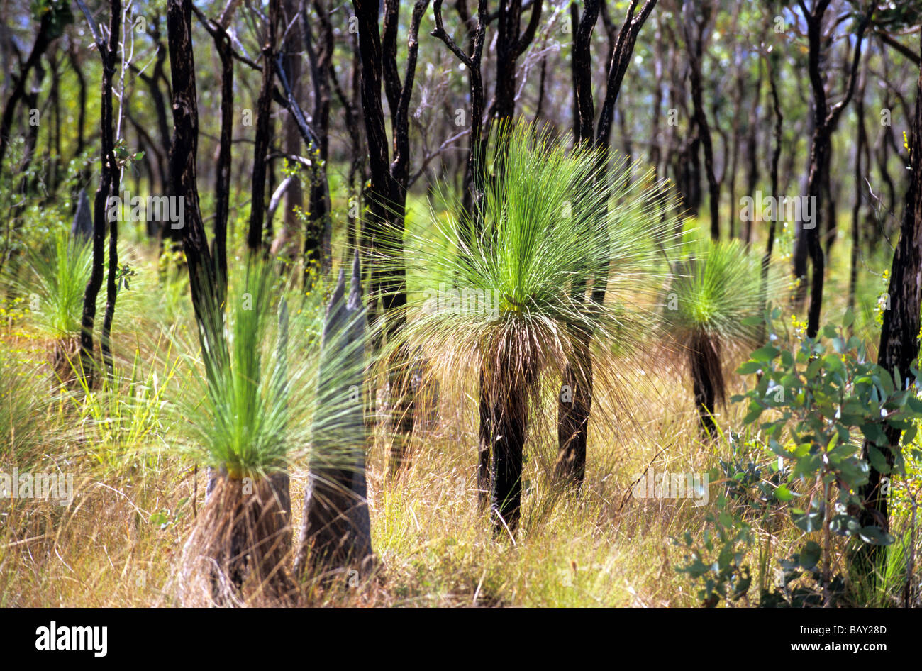 Cape york peninsula queensland hi-res stock photography and images - Alamy