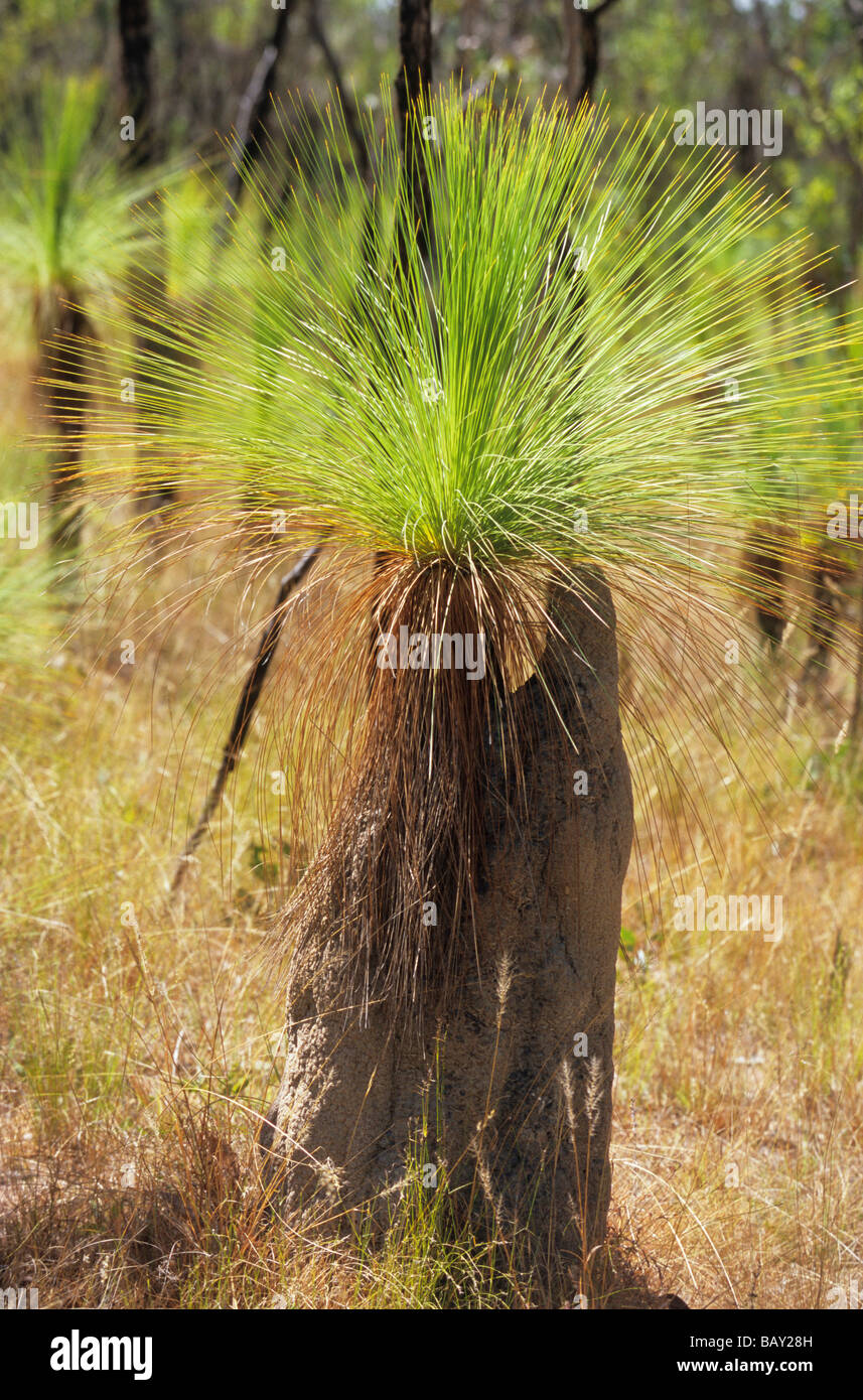 Grass trees of australia hi-res stock photography and images - Alamy