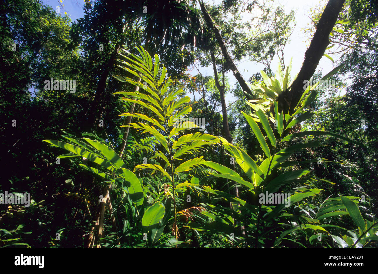 Rainforest in the Iron Range National Park, Queensland, Australia Stock ...