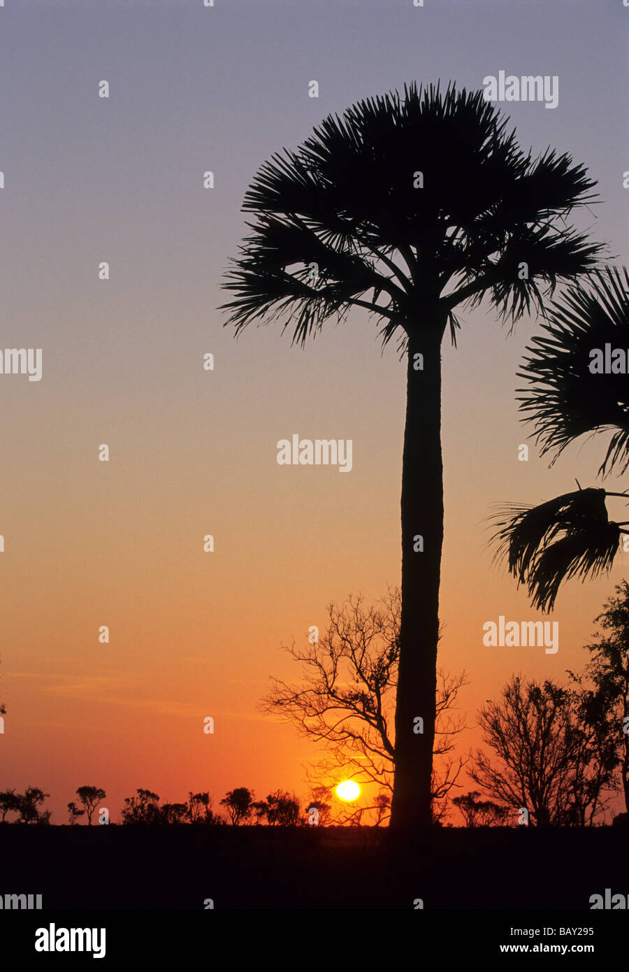Corypha elata palm in the Nifold Plains in Lakefield National Park ...