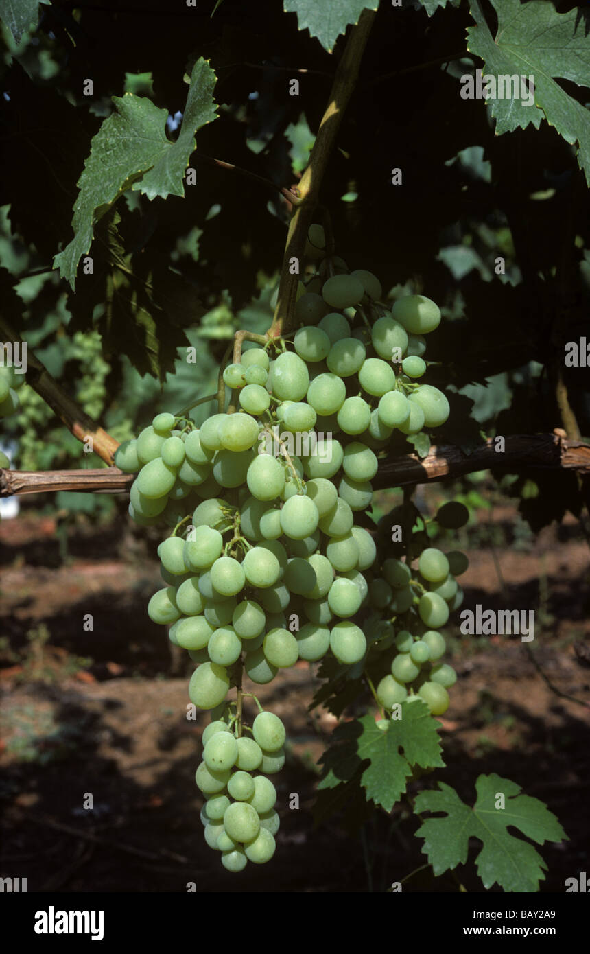 Table grapes vitis vinifera hi-res stock photography and images - Alamy