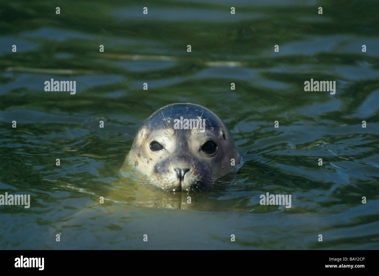 Common seal head out water hi-res stock photography and images - Alamy
