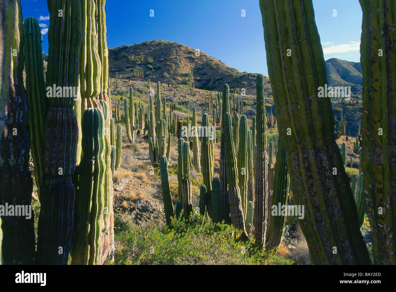 Landscape with Cardon cactuses, Catalina Island, Isla Catalan, Baja ...