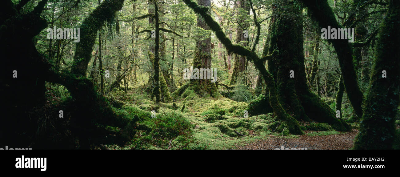 Rainforest, Rainforest Lake Gunn Nature Walk, Fiordland National Park ...