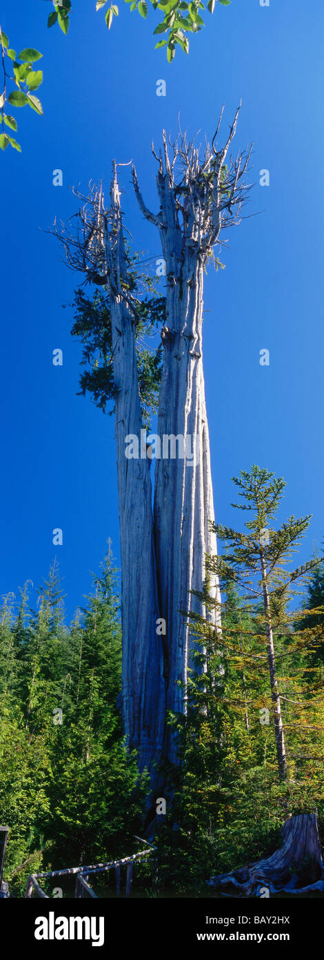 View at giant tree, Olympic National Park, Washington, USA Stock Photo ...