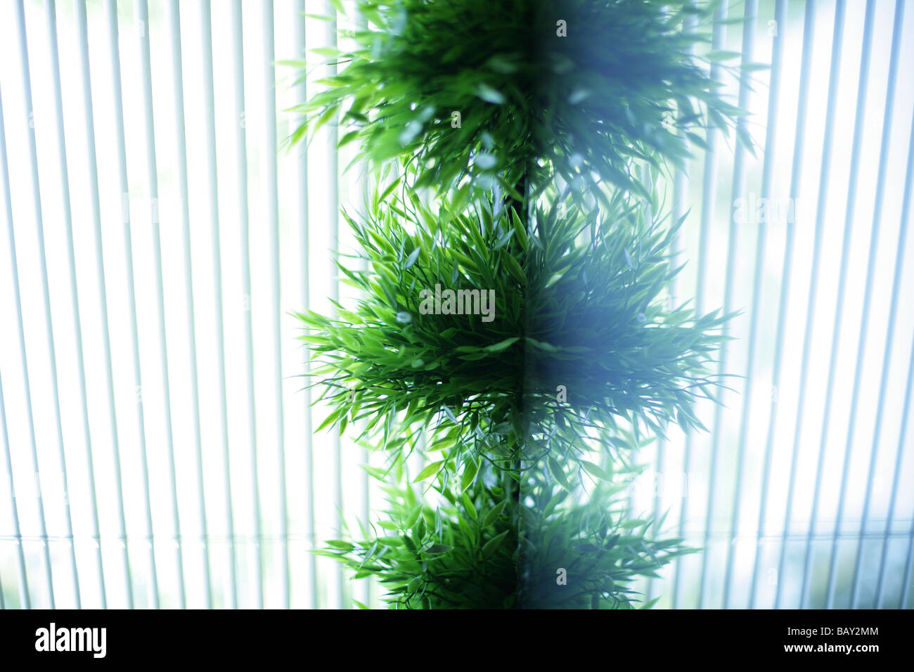 House plants in front of a window, Decoration, Home, Lifestyle Stock ...