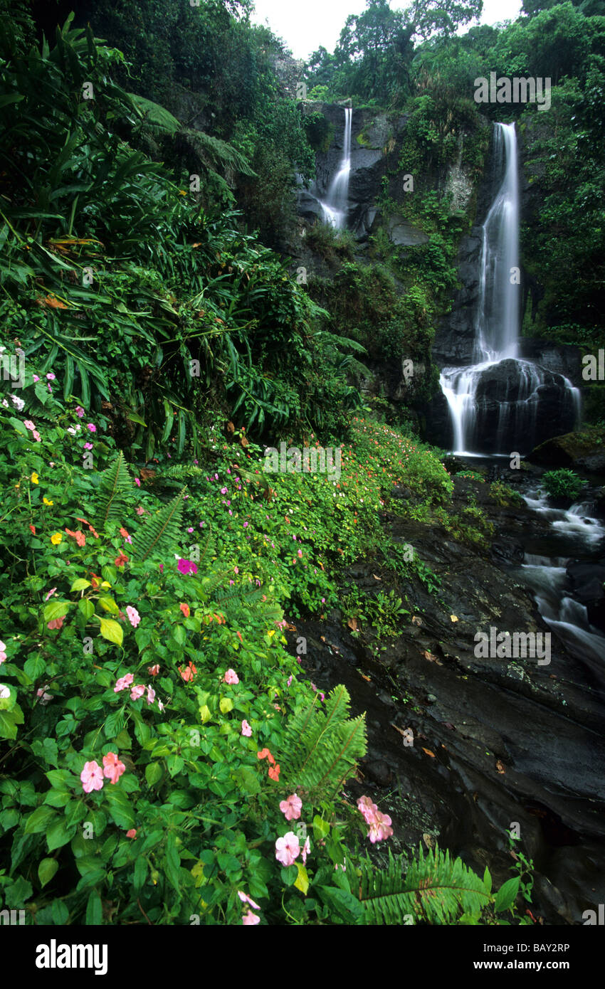 Kava plants in the interior of Viti Levu Island, Fiji Islands Stock ...
