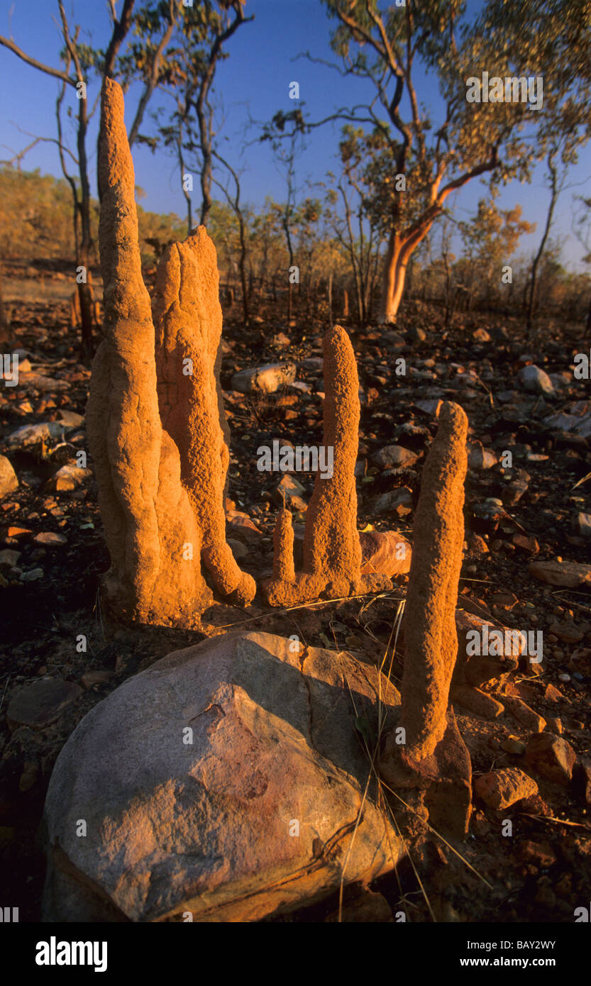 Termite mounds, Northern Territory, Australia Stock Photo - Alamy