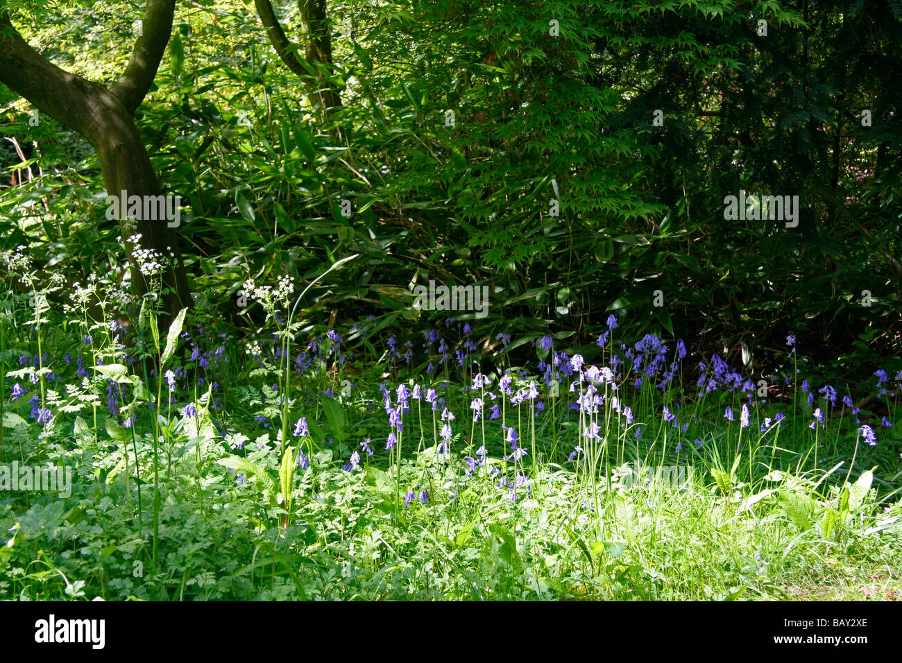 Spetchley park hi-res stock photography and images - Alamy