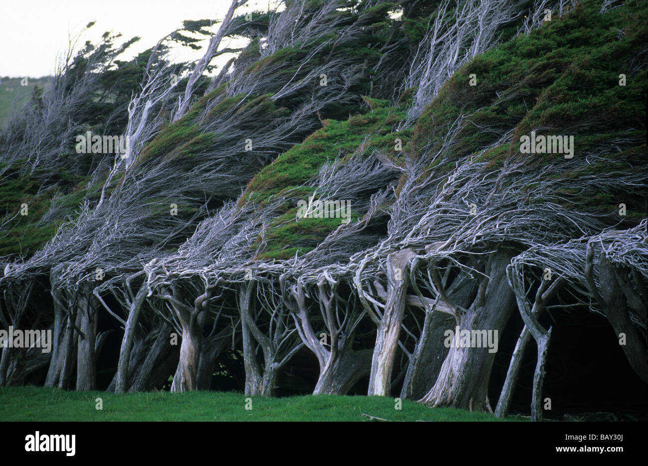 Windswept trees new zealand hi-res stock photography and images - Alamy