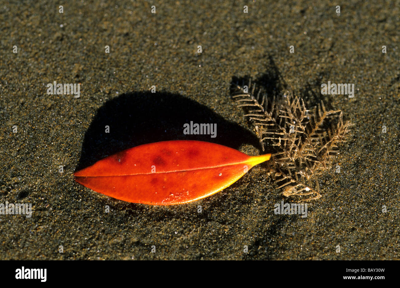 A sea shell covered hill with bone, New Zealand Stock Photo - Alamy