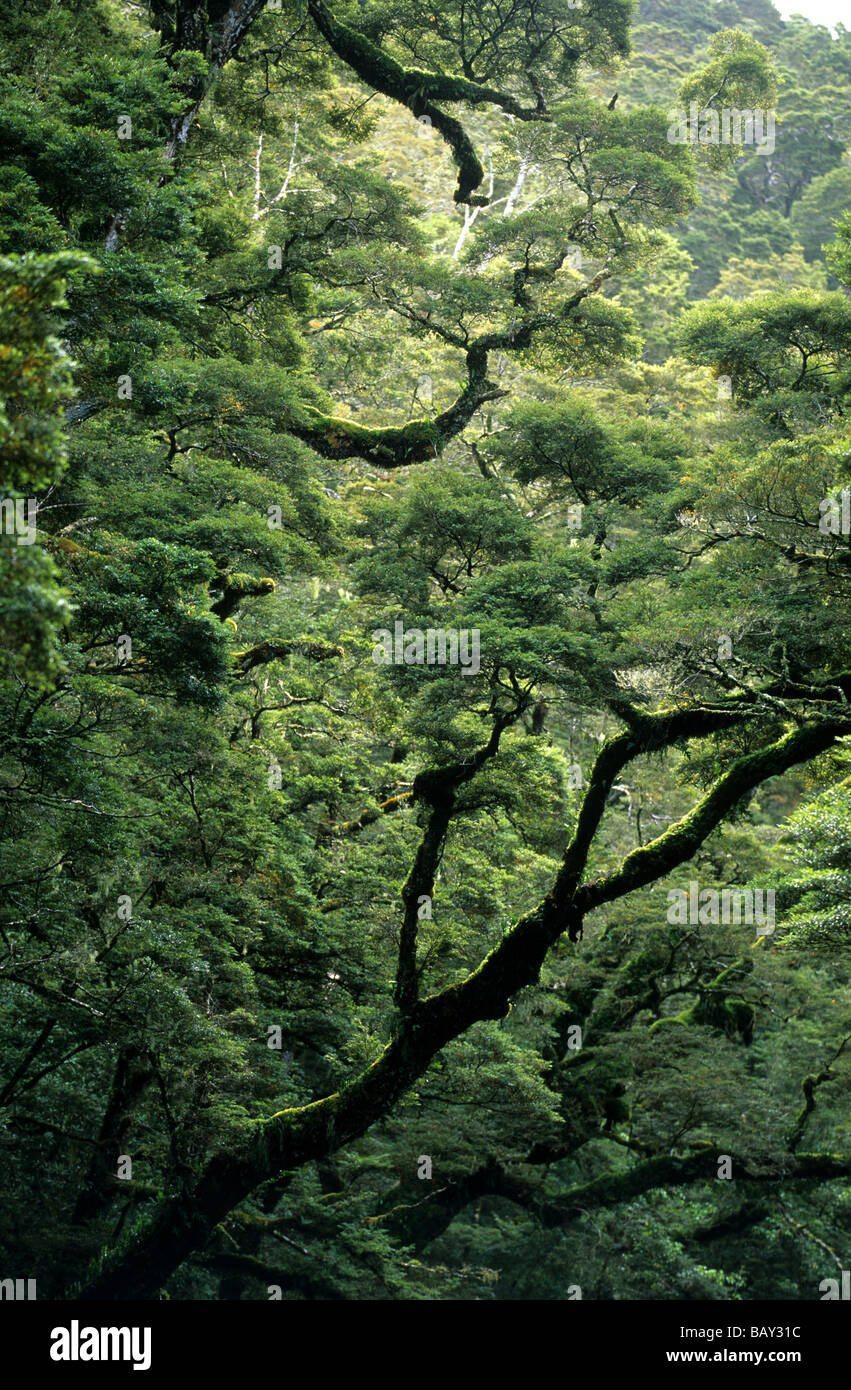 Southern beech trees in Catlin Forest Park, New Zealand Stock Photo - Alamy