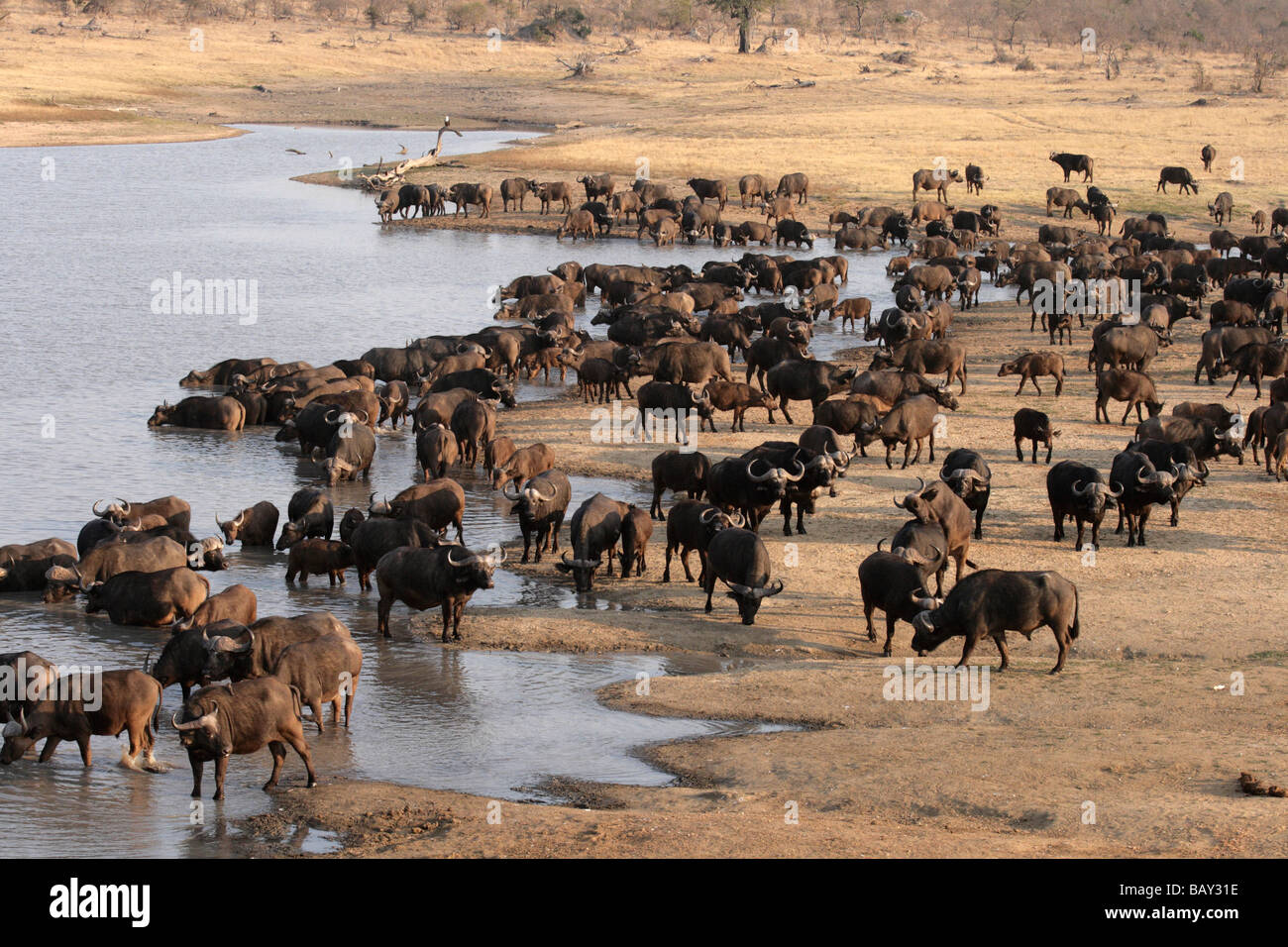 African buffalo waterhole hi-res stock photography and images - Alamy