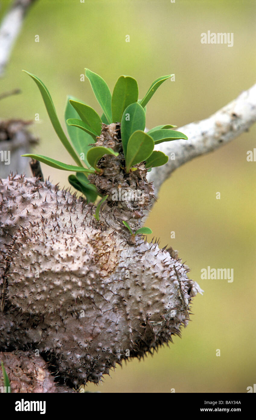 The ant plant, photographed near Mt.Tozer on the Cape York Peninsula ...