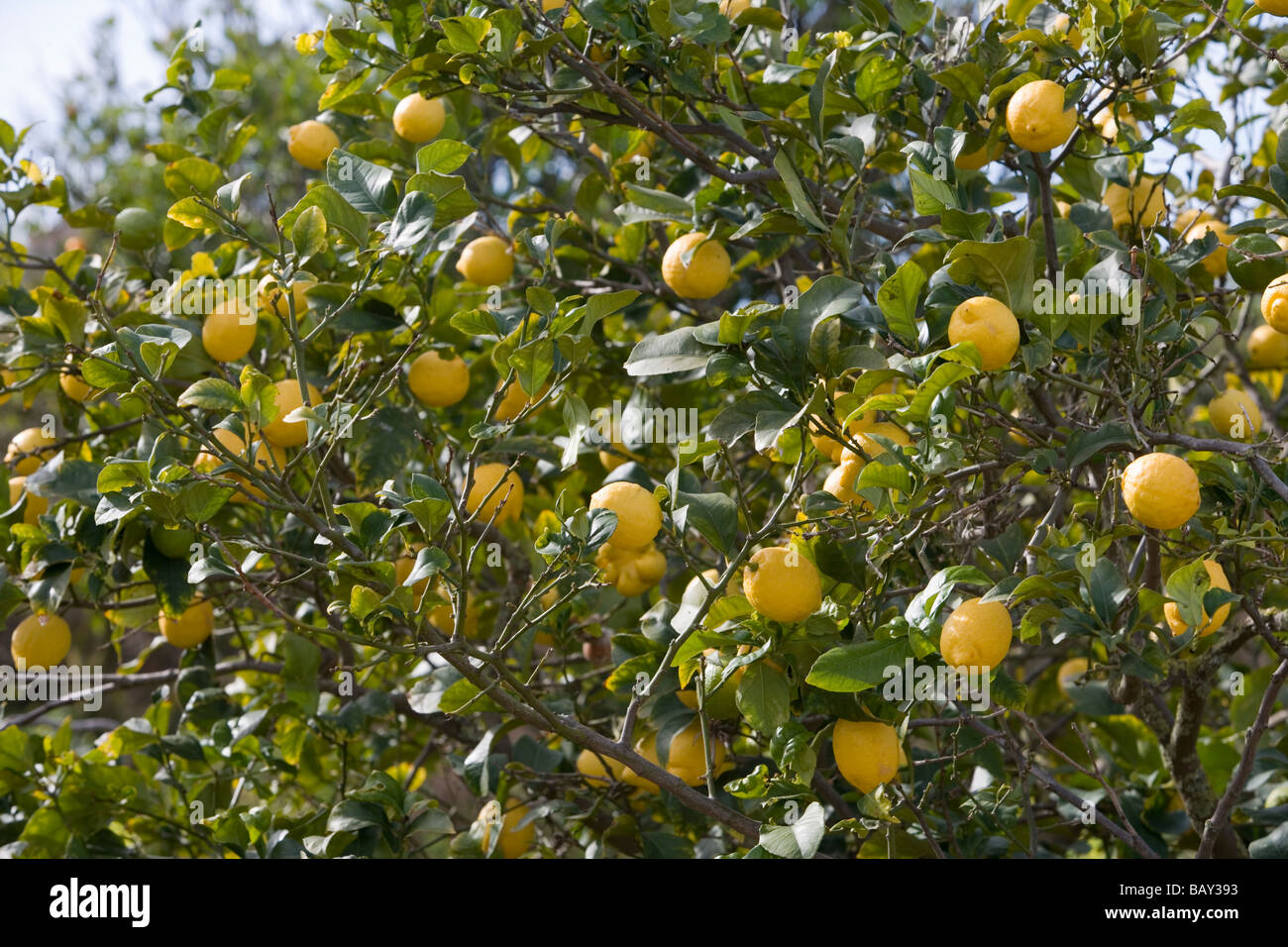 Lemon tree hi-res stock photography and images - Alamy