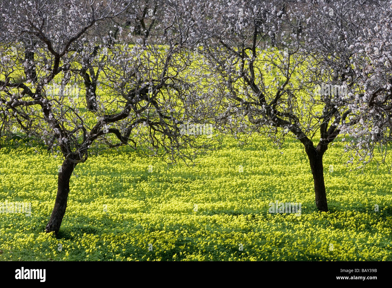 Blossoming Almond Trees in Wildflower Meadow, Near Randa, Mallorca ...