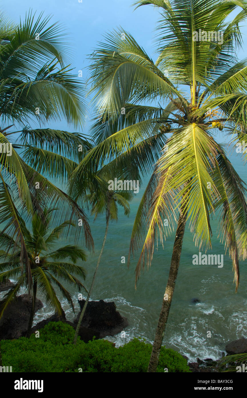 India, Kerala, Varkala Beach. Palm trees at Varkala Beach Stock Photo ...