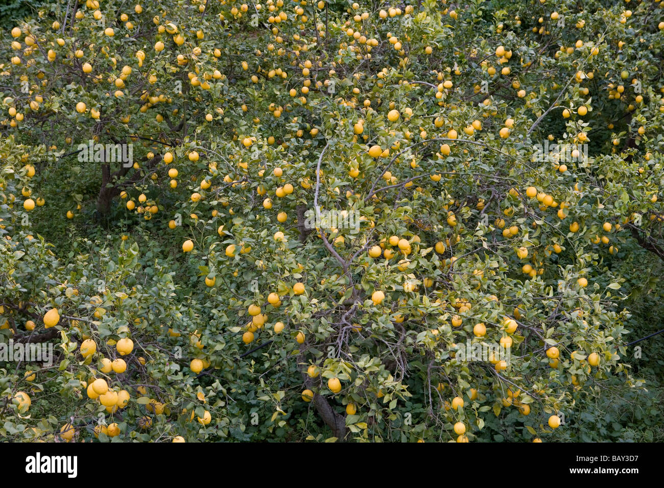 Mallorca orchard tree hi-res stock photography and images - Alamy