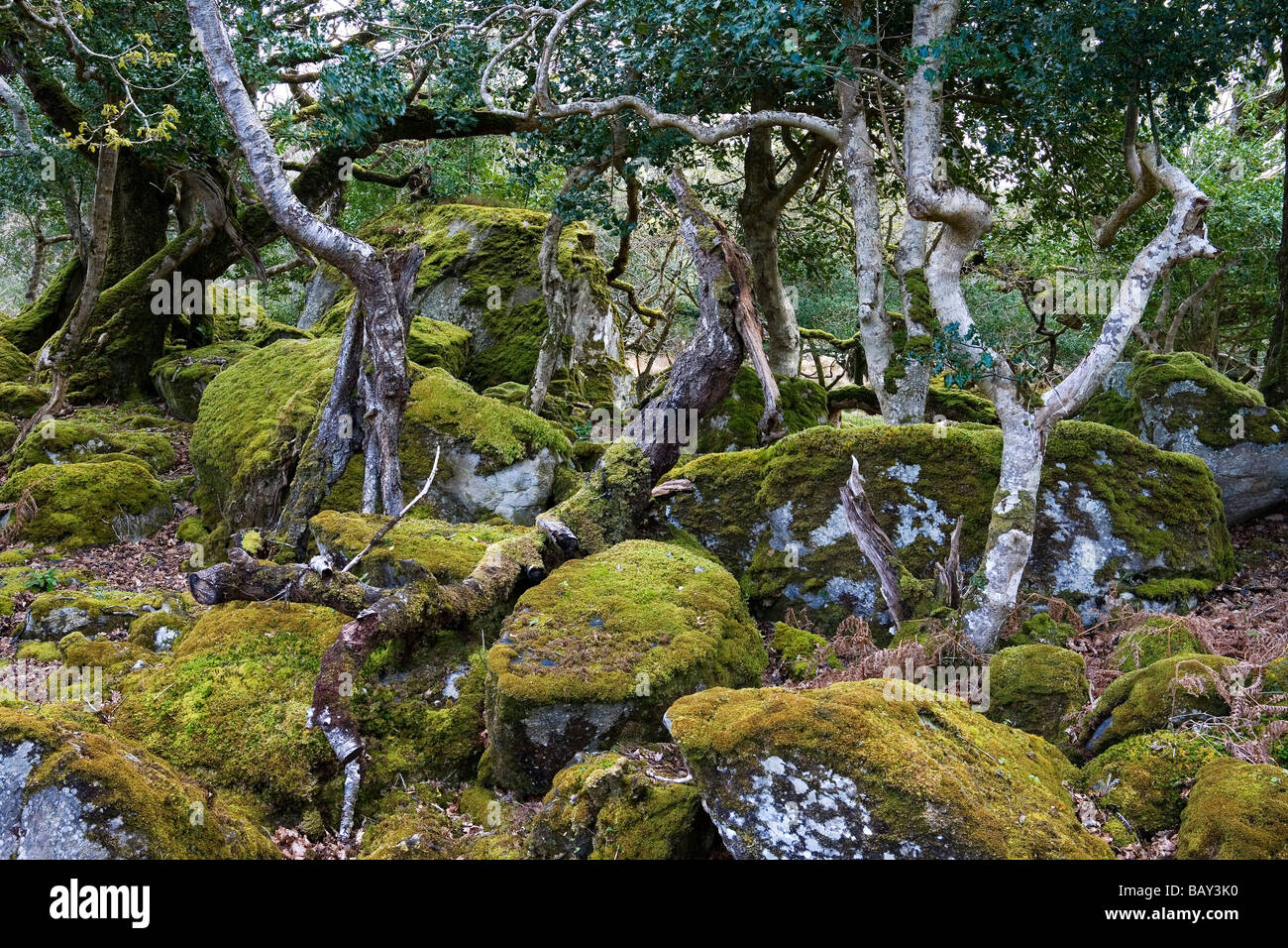 Native forest with trees covered in moss, Killarney National Park ...
