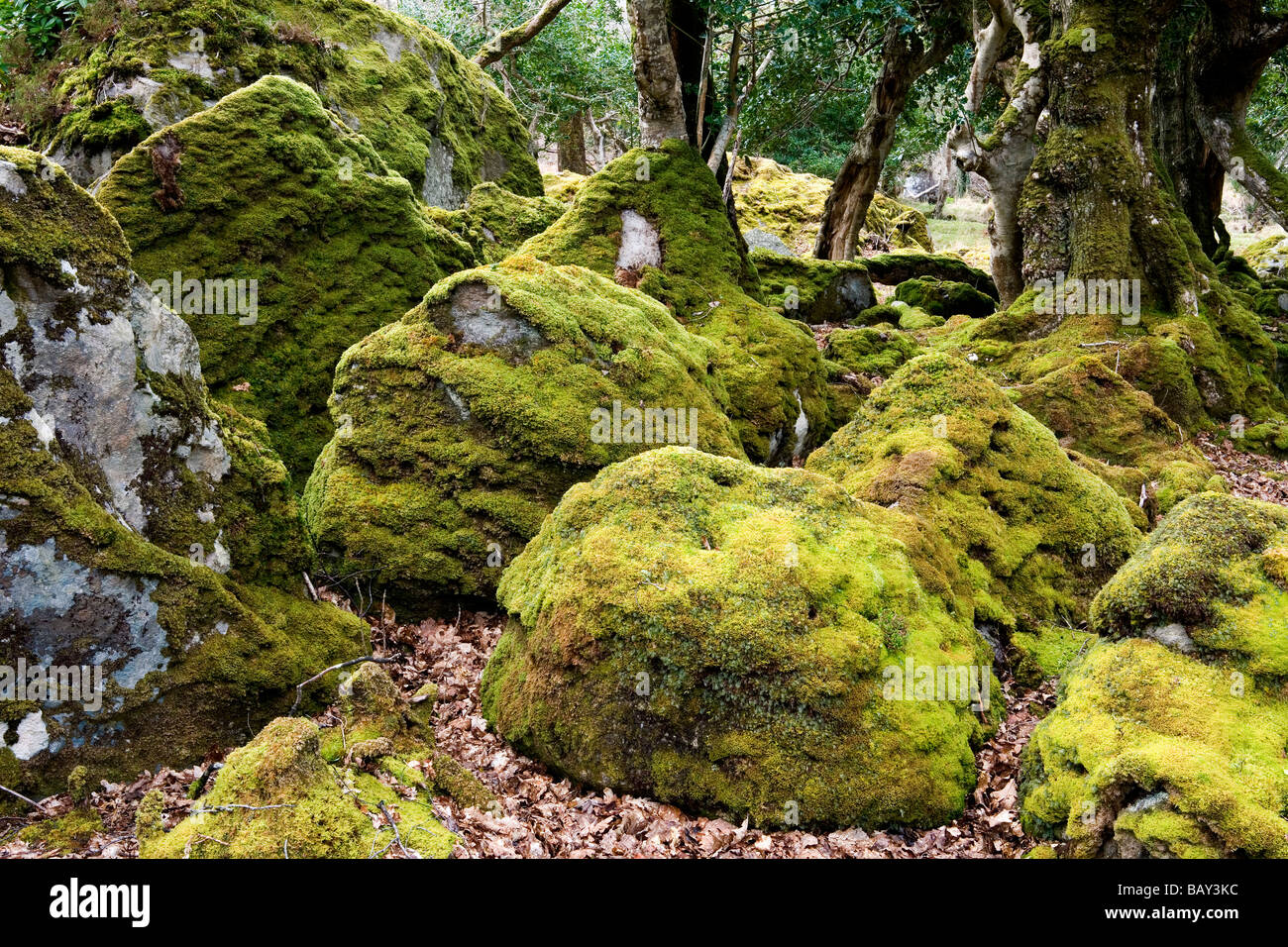 Native forest with trees covered in moss, Killarney National Park ...