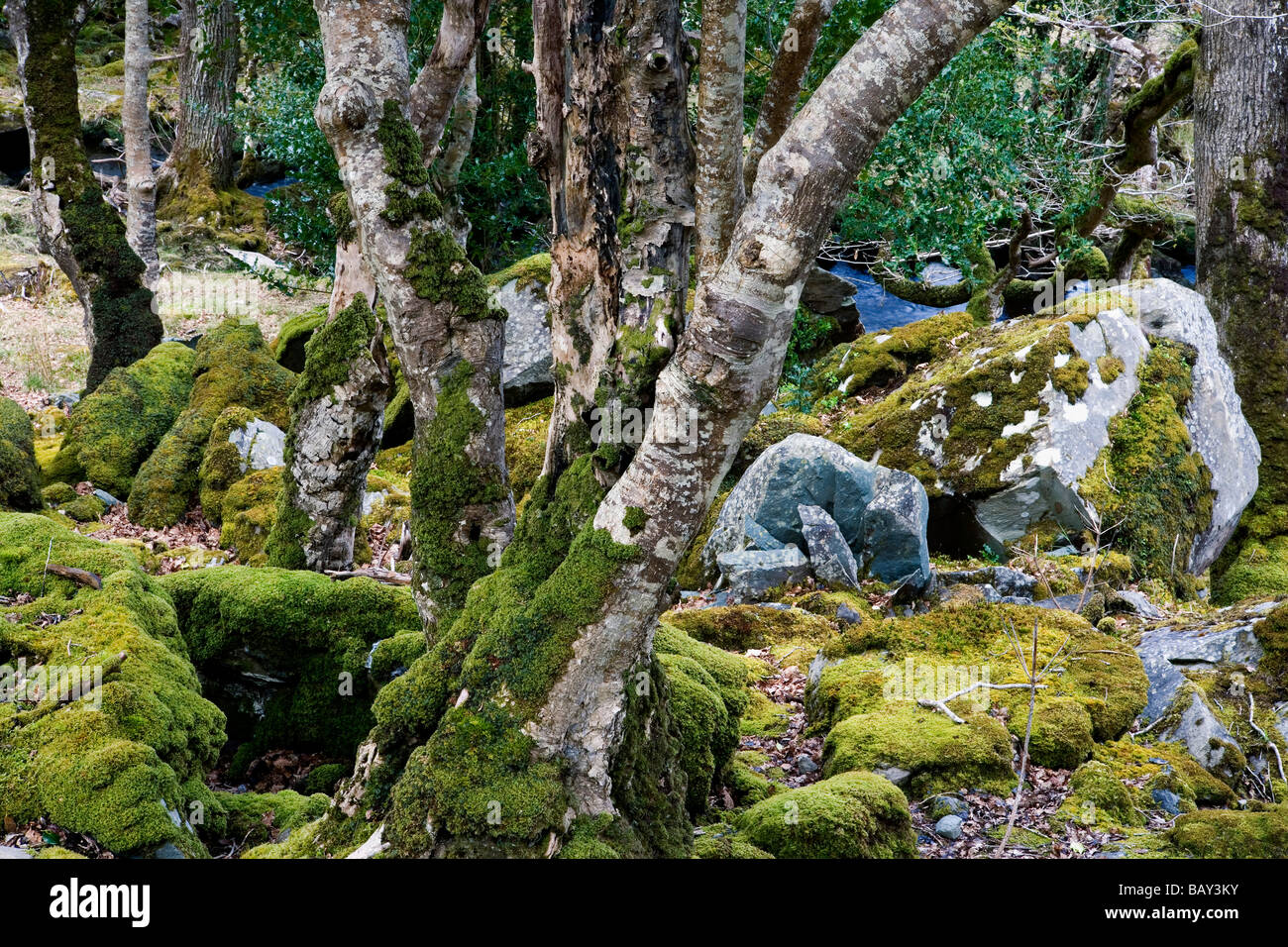 Native forest with trees covered in moss, Killarney National Park ...