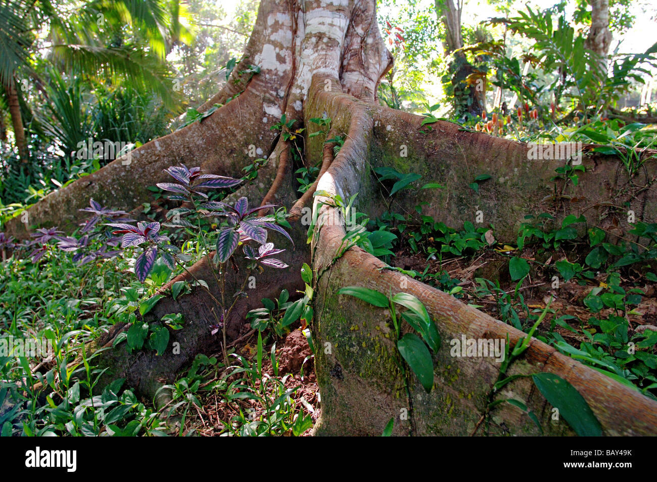 Tree with buttress roots in the coastal Rainforest of Costa Rica ...