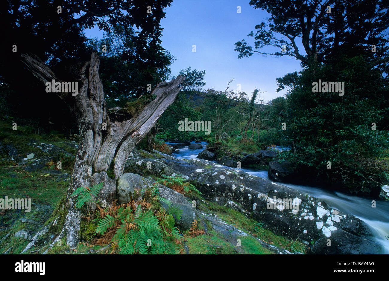 Landscape with stream and forest, Killarney National Park, County Kerry ...