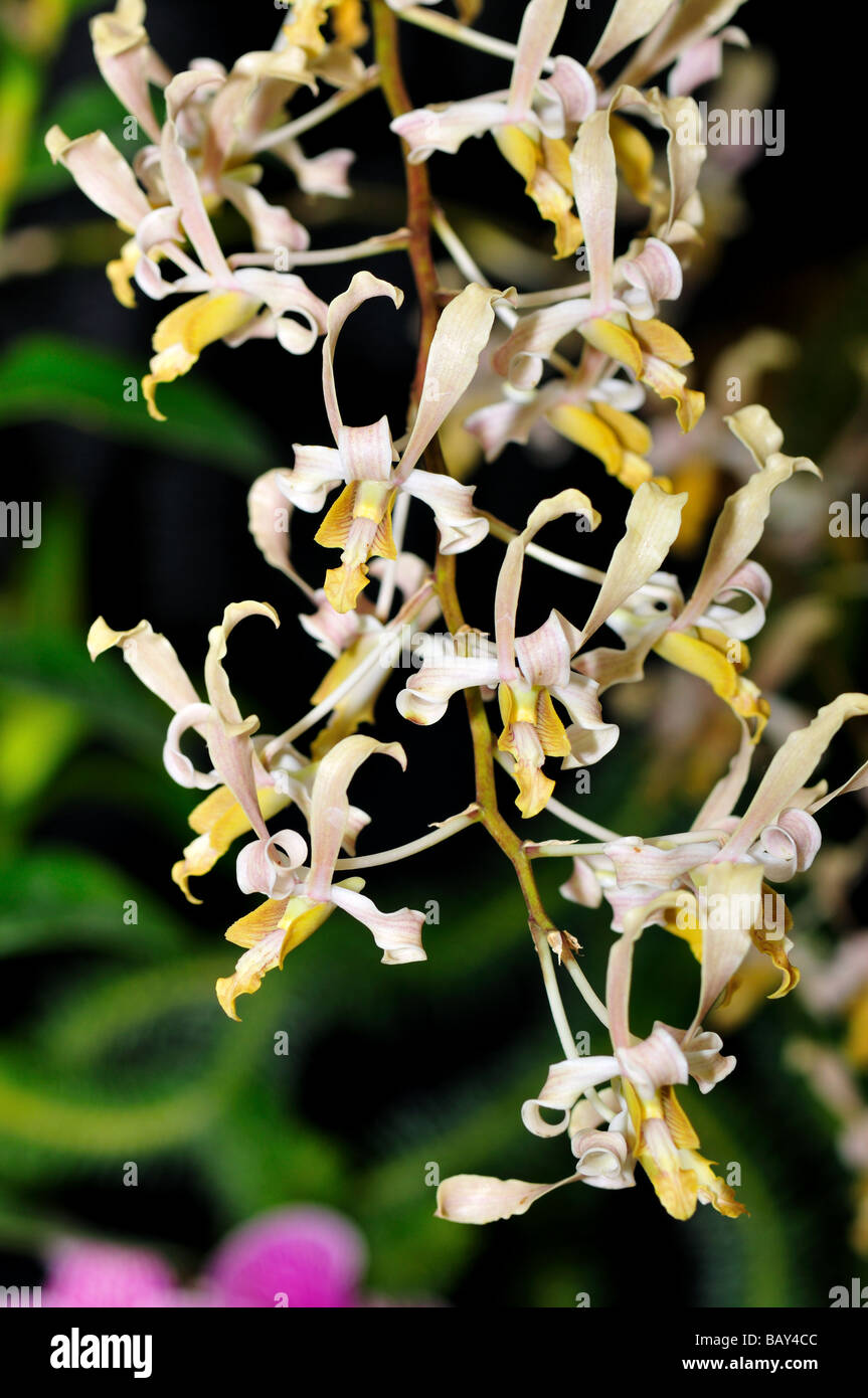 Cluster of orchids hi-res stock photography and images - Alamy