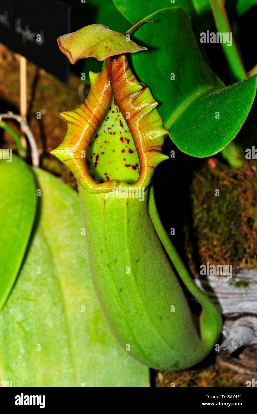 Flower of a Pitcher plant - Nepenthes Stock Photo - Alamy