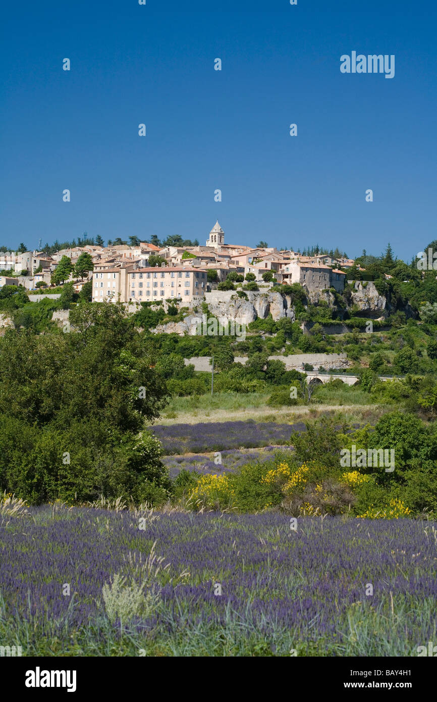 Booming lavender field in front of the village Sault, Vaucluse ...