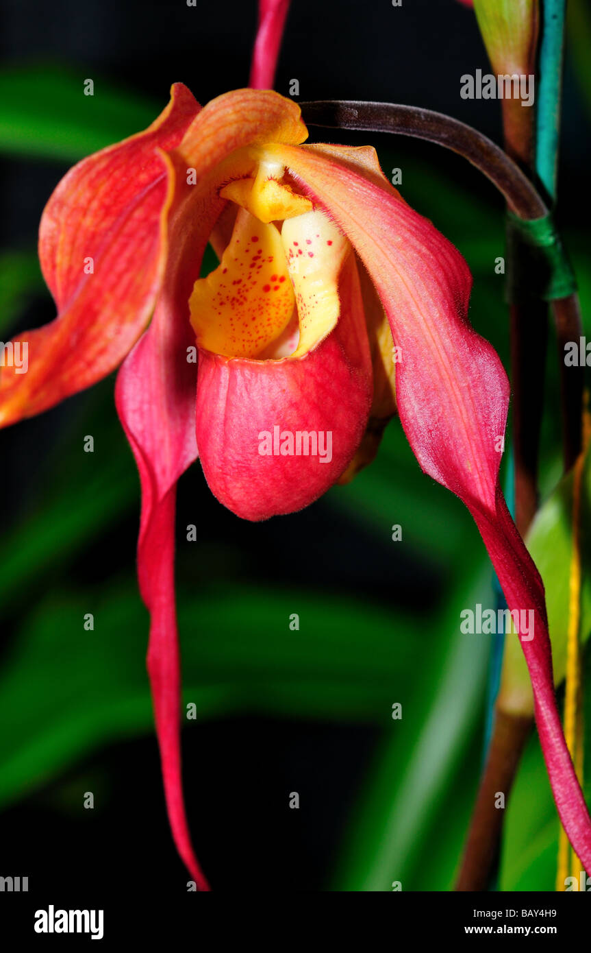 Phragmipedium orchid flower hi-res stock photography and images - Alamy